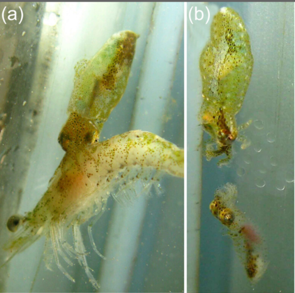 New paper in Journal of Experimental Zoology Part B: Molecular and ...